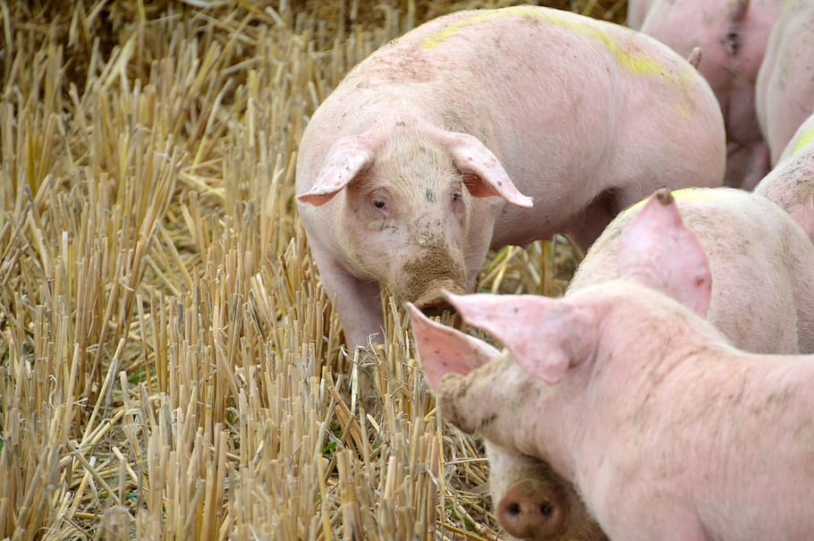 swine.jpg